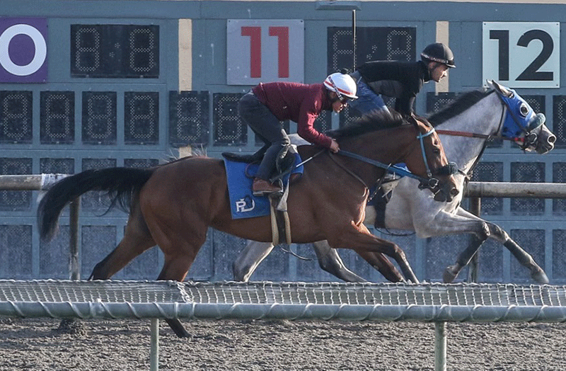 LRF Stable | Little Red Feather Racing Stable