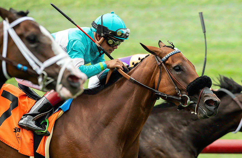 LRF Stable | Little Red Feather Racing Stable